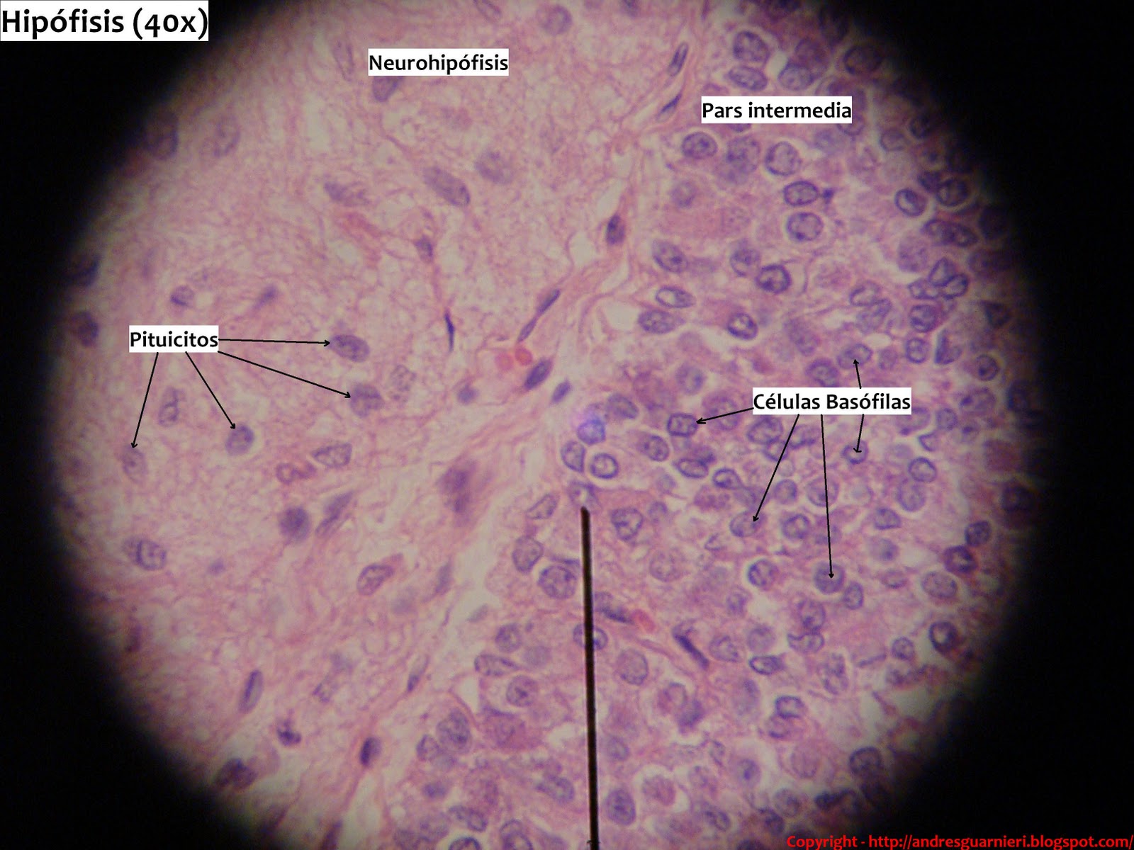 HISTOLOGIA: TEJIDO GLANDULAR