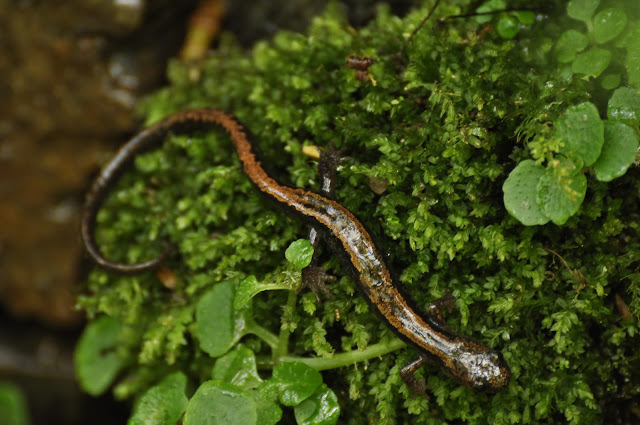 AVES E NATUREZA DA FONSAGRADA: A Saramaganta rabilonga e máis hérpetos