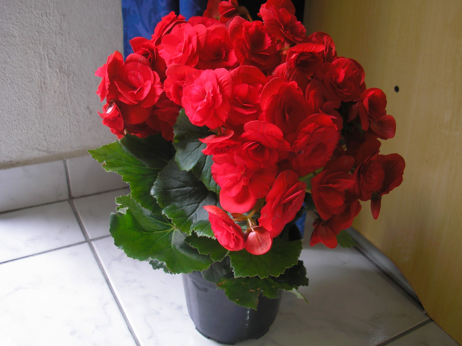 As minhas flores: Begônia vermelha