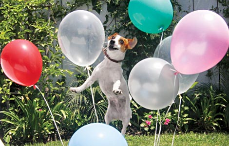 Explode Balloons by Dog, Amazing Dog Training
