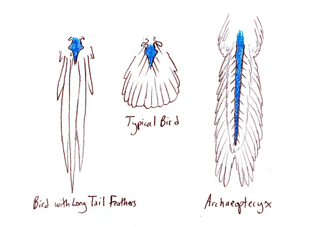 Prehistoric Beast of the Week: Archaeopteryx: Beast of the Week