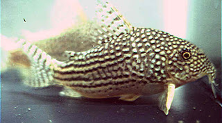 Airbreathing Catfish - Fishes