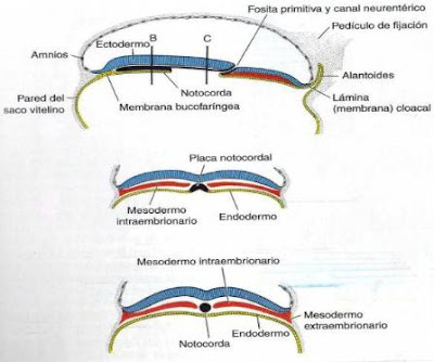 Glosario- aspectos generales del desarrollo del embrión : 3ra. semana ...