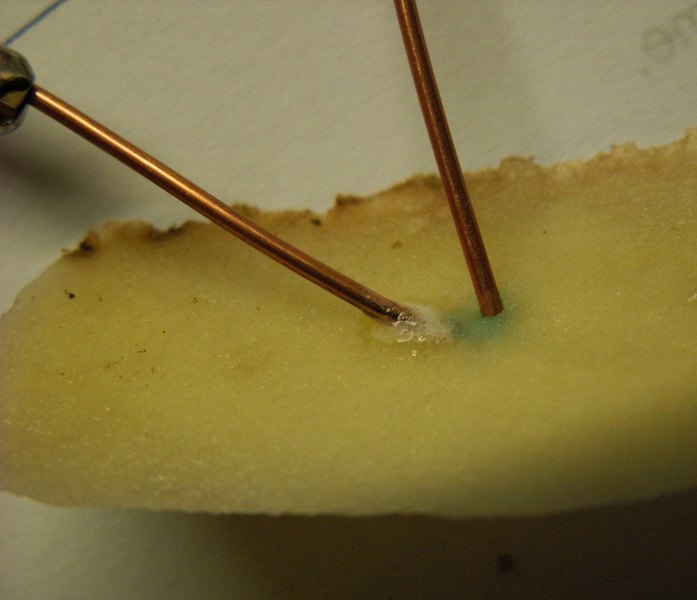 M0WYE's Blog: Potato Polarity Test