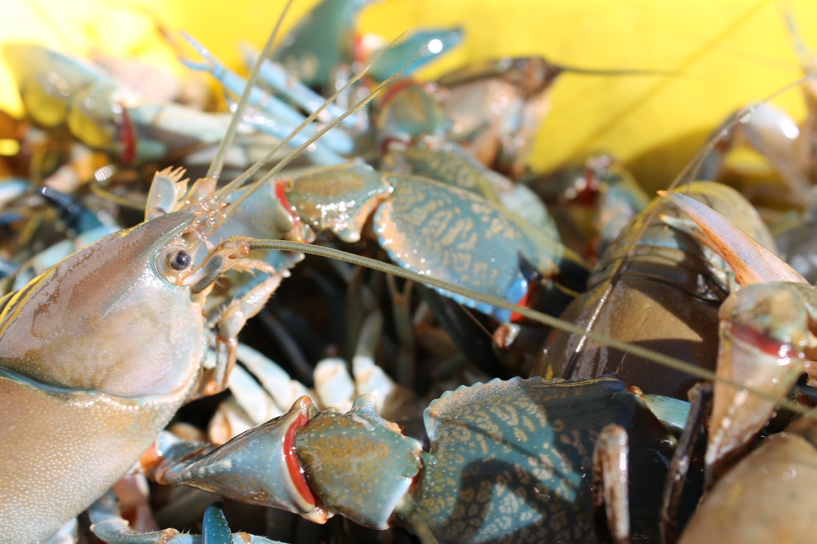 In My Kitchen September 2012 - The Shady Baker