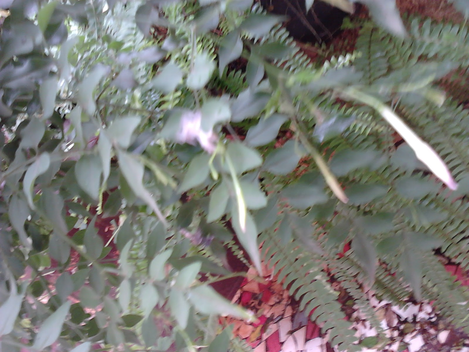 Garden Care Simplified: How to make Chameli Climber Flower Tips Badam ...