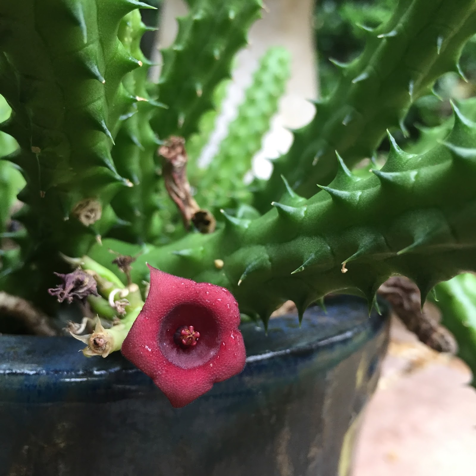 Plant Profile: Huernia Succulents