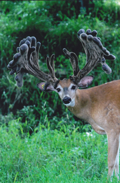 Charles "Deer Man" Black: X-Factor and Friends Watch 'Em Grow Week 7