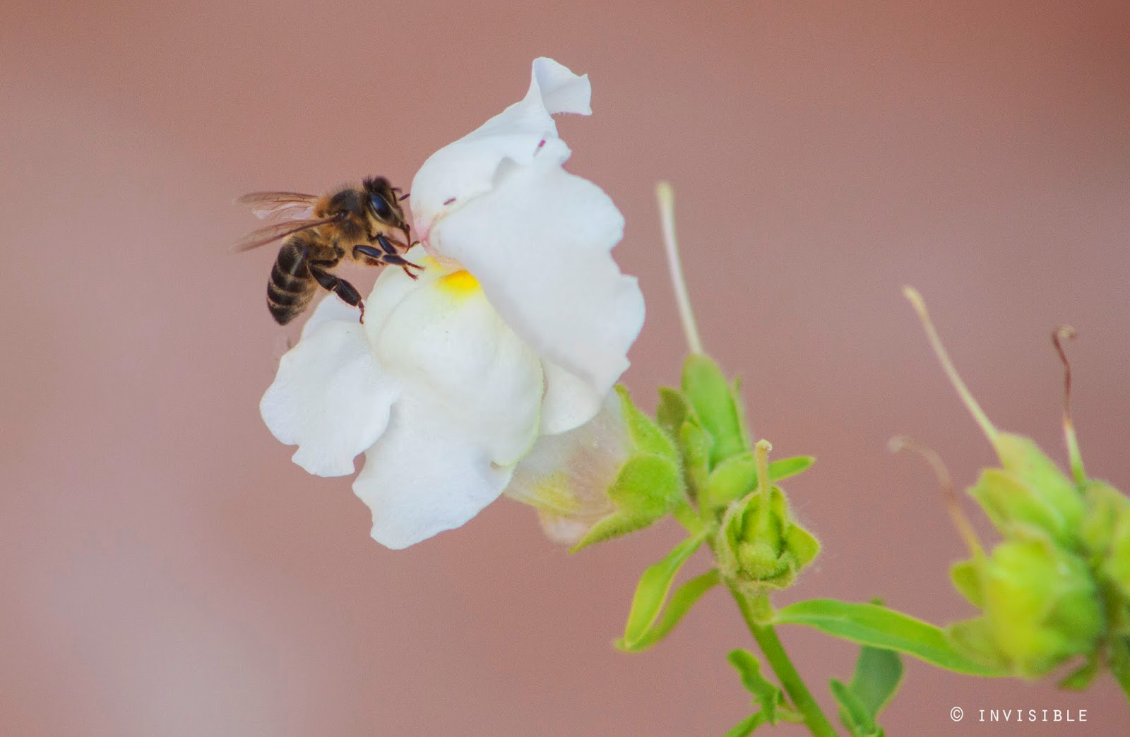 Invisible SLG Photos: Abejas en flores - Fin primavera