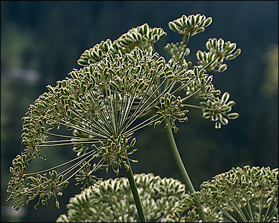 Plante cu beneficii: Chimenul