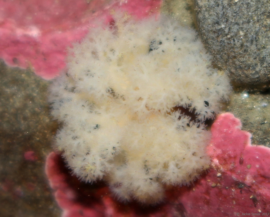 The Natural History of Bodega Head: Beauty and intrigue