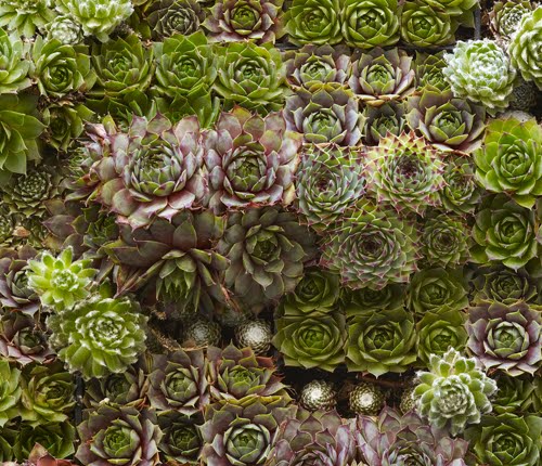 vignette design: Tuesday Inspiration: Succulents