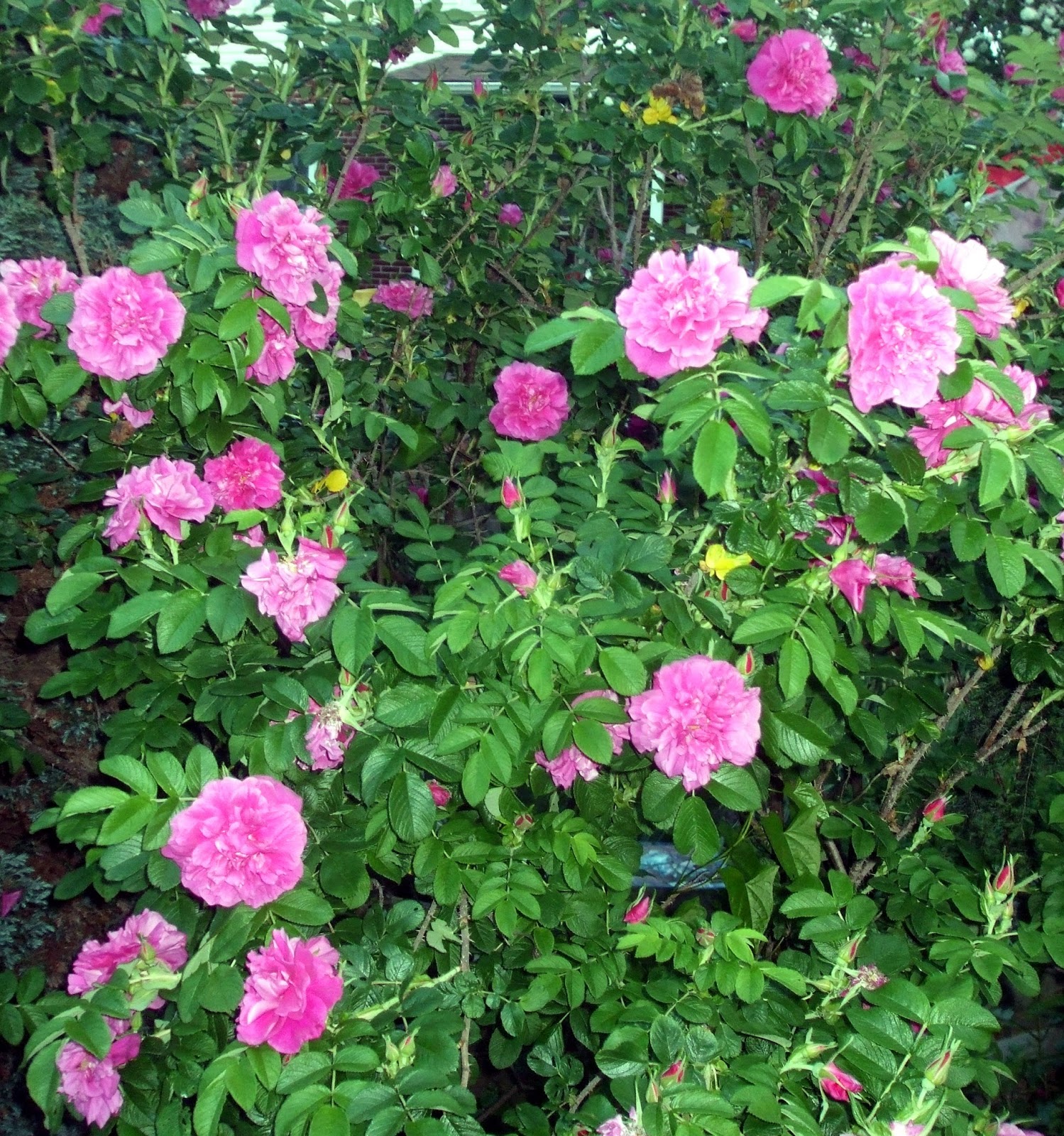 Rosemary's Sampler: Old Fashioned Rosa Rugosa - In the Garden