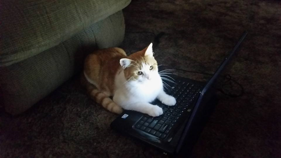 15 Cats Who Use The Internet » Mac's Opinion