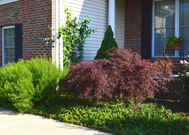 Plant Inventory at 20 Timothy : Lonicera reticulata / Grape Honeysuckle