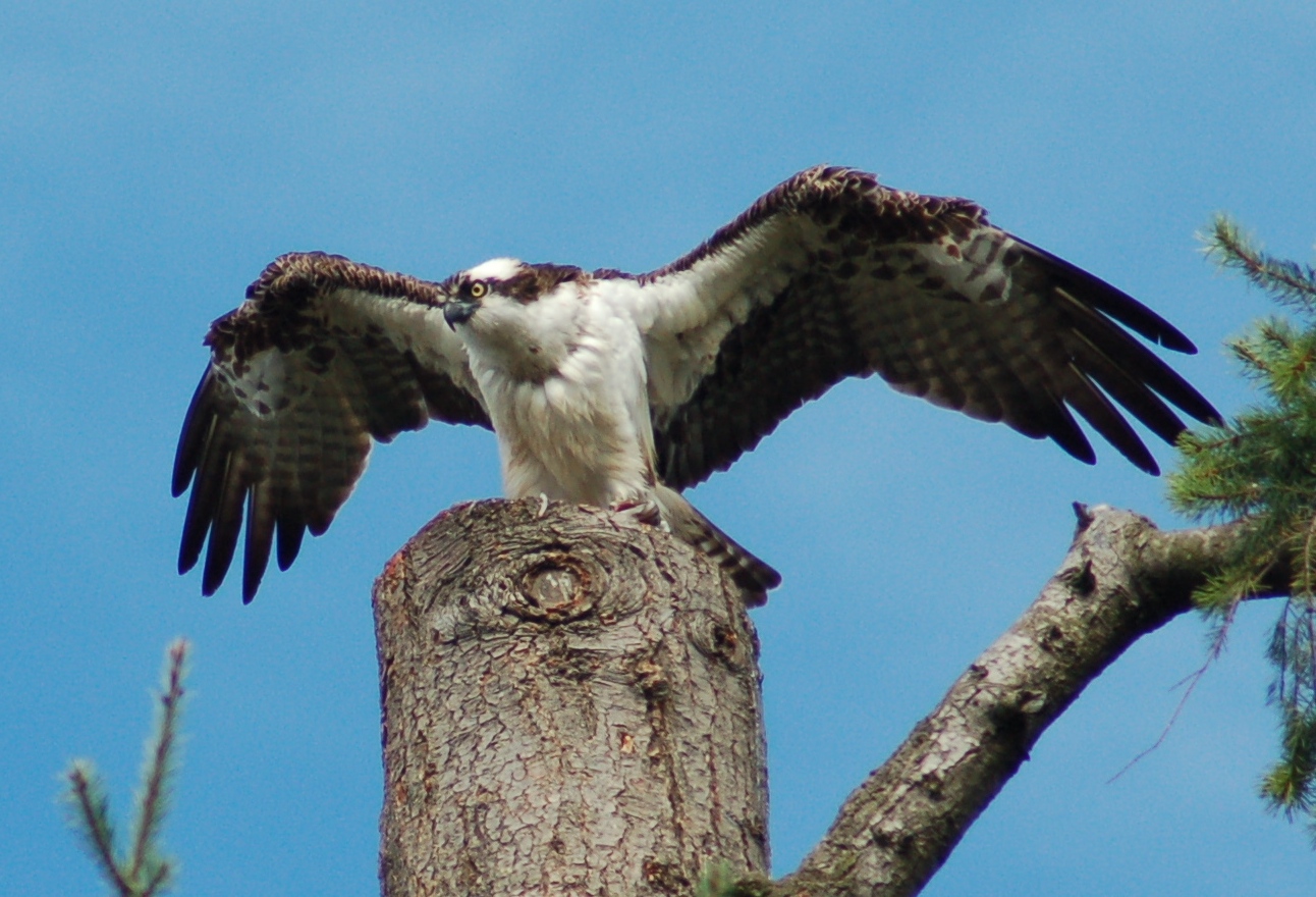 Shoreline Area News: For the Birds: Osprey, the other Sea Hawk