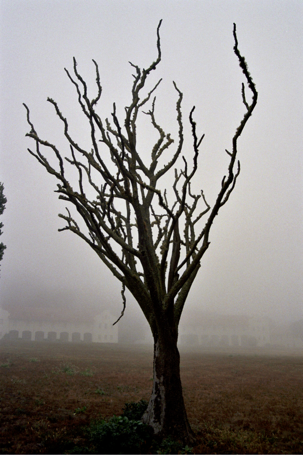 americanature: Creepy Tree
