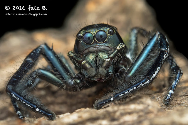 Mirrorless Macro Photography: Ultraviolet (UV) Photography of Spiders ...