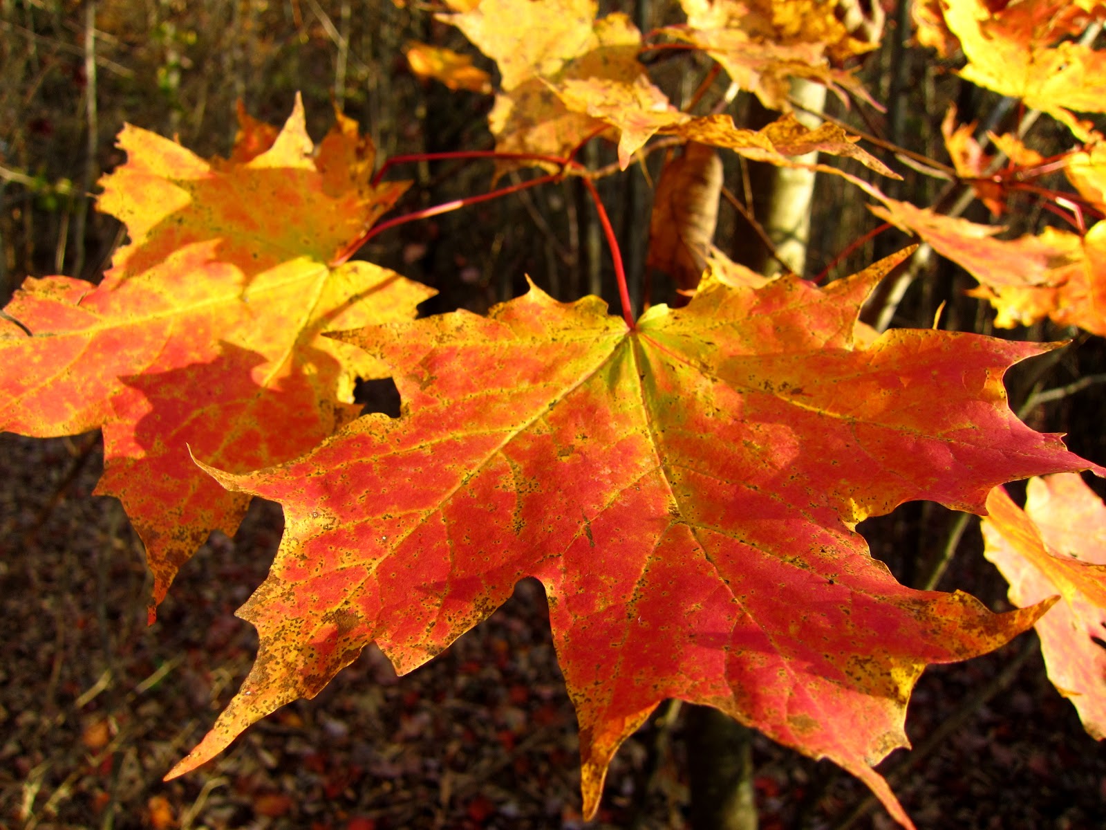 Walling's Maple Syrup: Fall Foliage