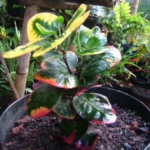 Tanaman Puring (Codiaeum variegatum) - Ganesha Flora Bali