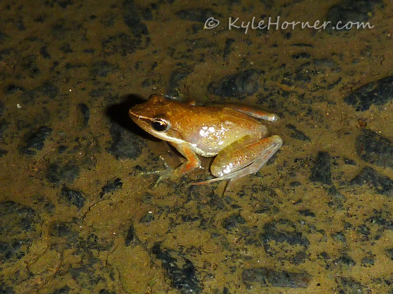 Kyle Horner Nature Blog: March 2012