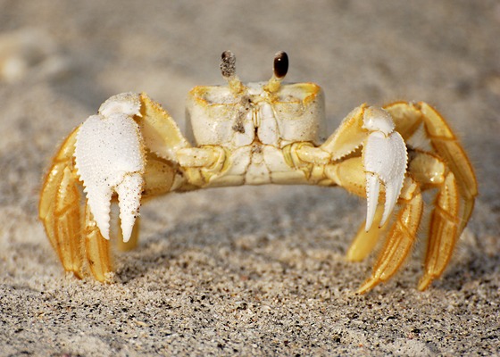 Crab | Information-Photos | The Wildlife