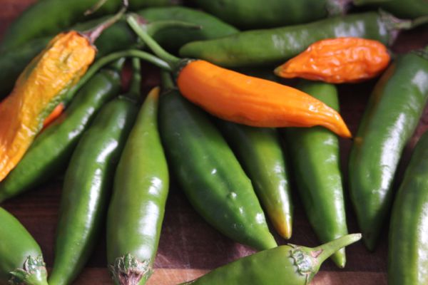 Mudflower: Aji Amarillo