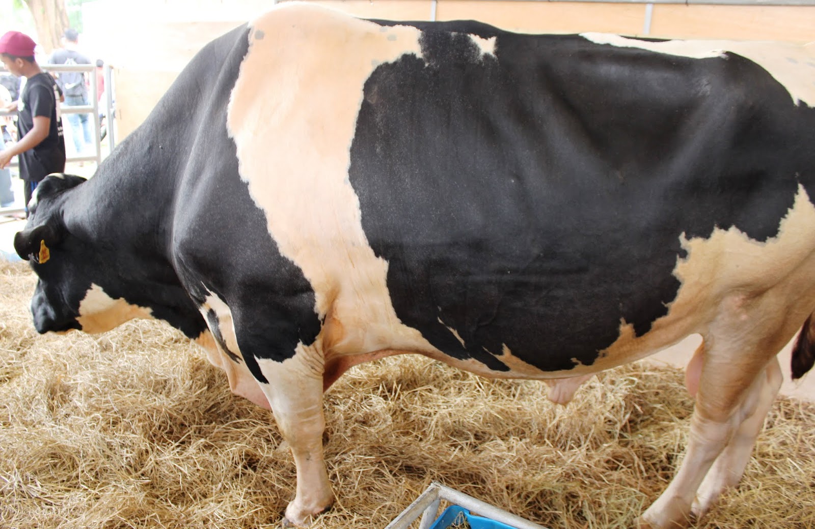 Atuk: MAHA 2018: LEMBU