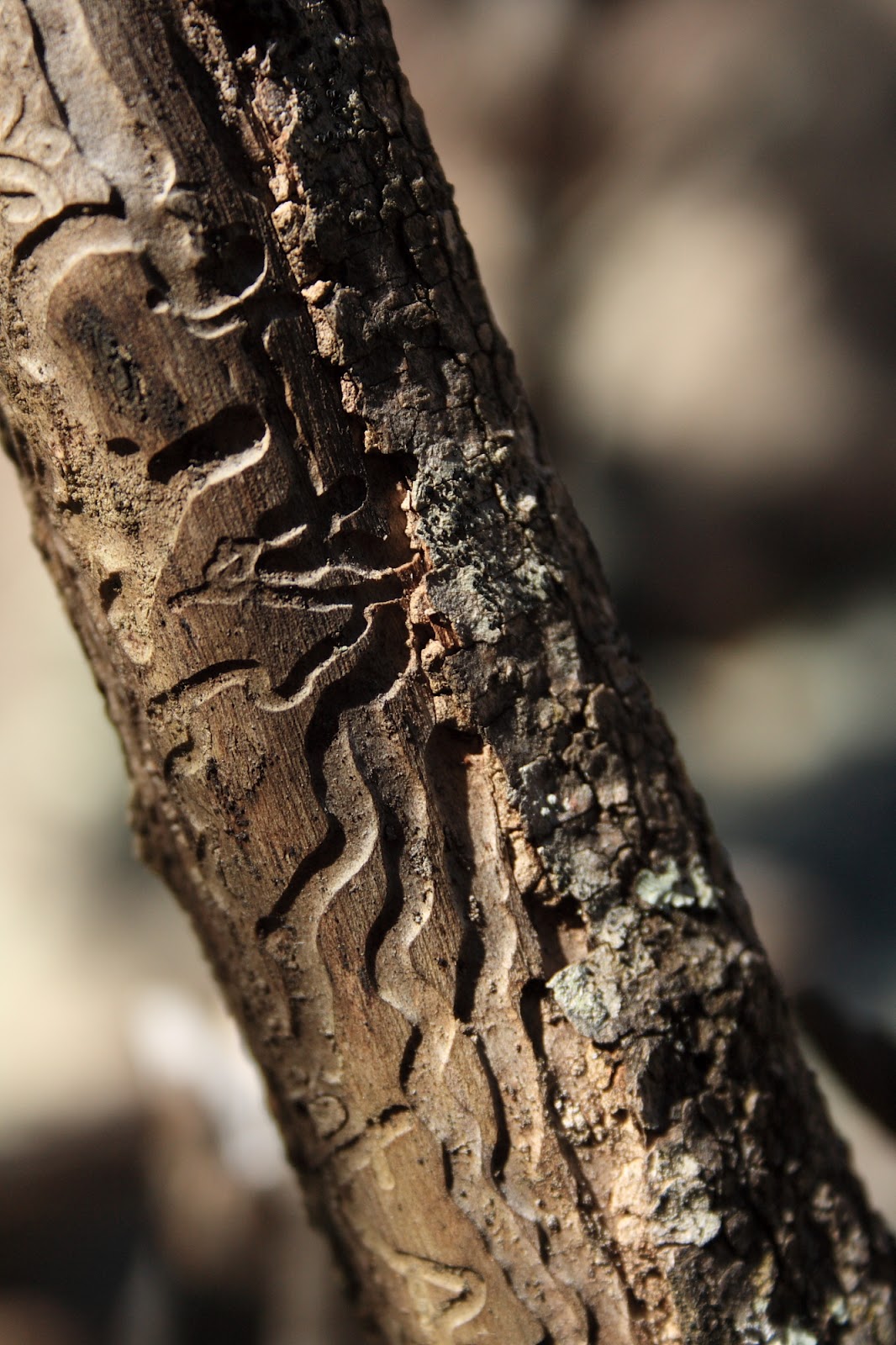 Richard Sollorz Photography: Evans Crown Reserve at Tarana