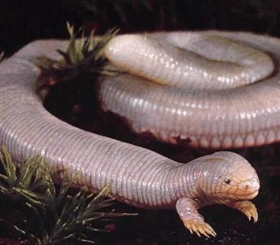 Amazing World: The Mexican Mole Lizard or Baja Worm Lizard