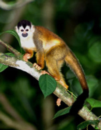 Animales Exoticos en Puerto Rico, "Amenaza": ESPECIES EXOTICAS ...