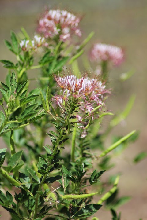 Rock-Oak-Deer: Wildflower Wednesday July 2013: Clammy Weed (Polanisia ...