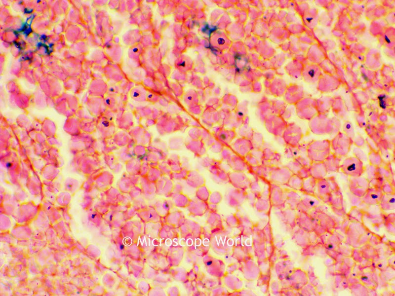 Microscope World Blog: Corn Seeds under the Microscope