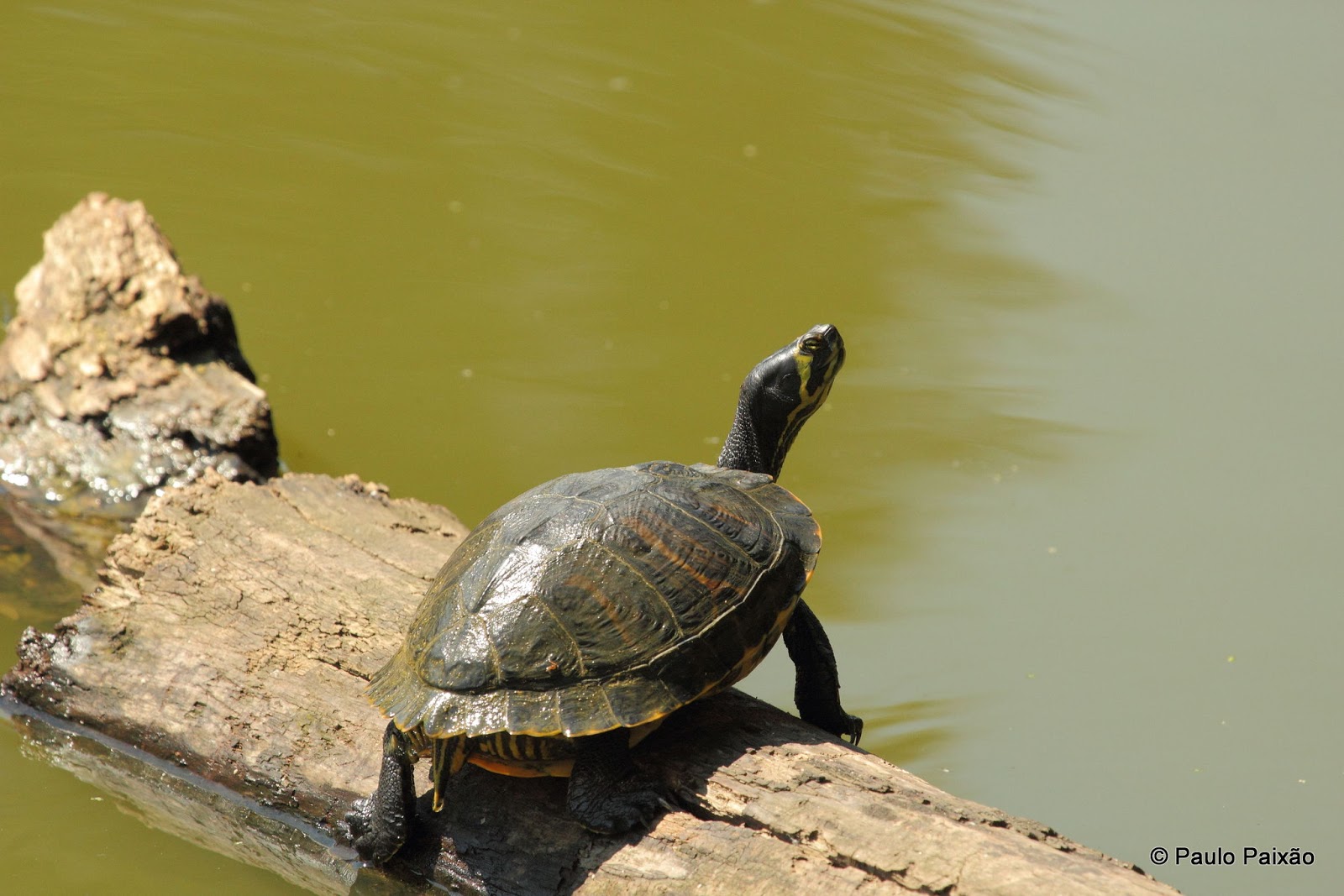 Répteis: Trachemys scripta scripta