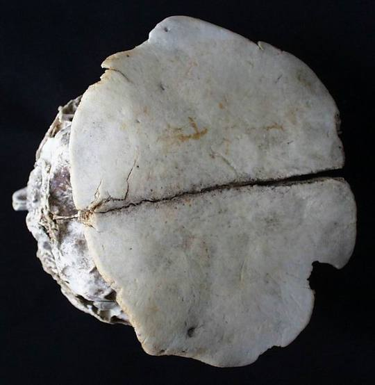 Possible Alien Skull found - DNA tested! ~ The Crypto Crew