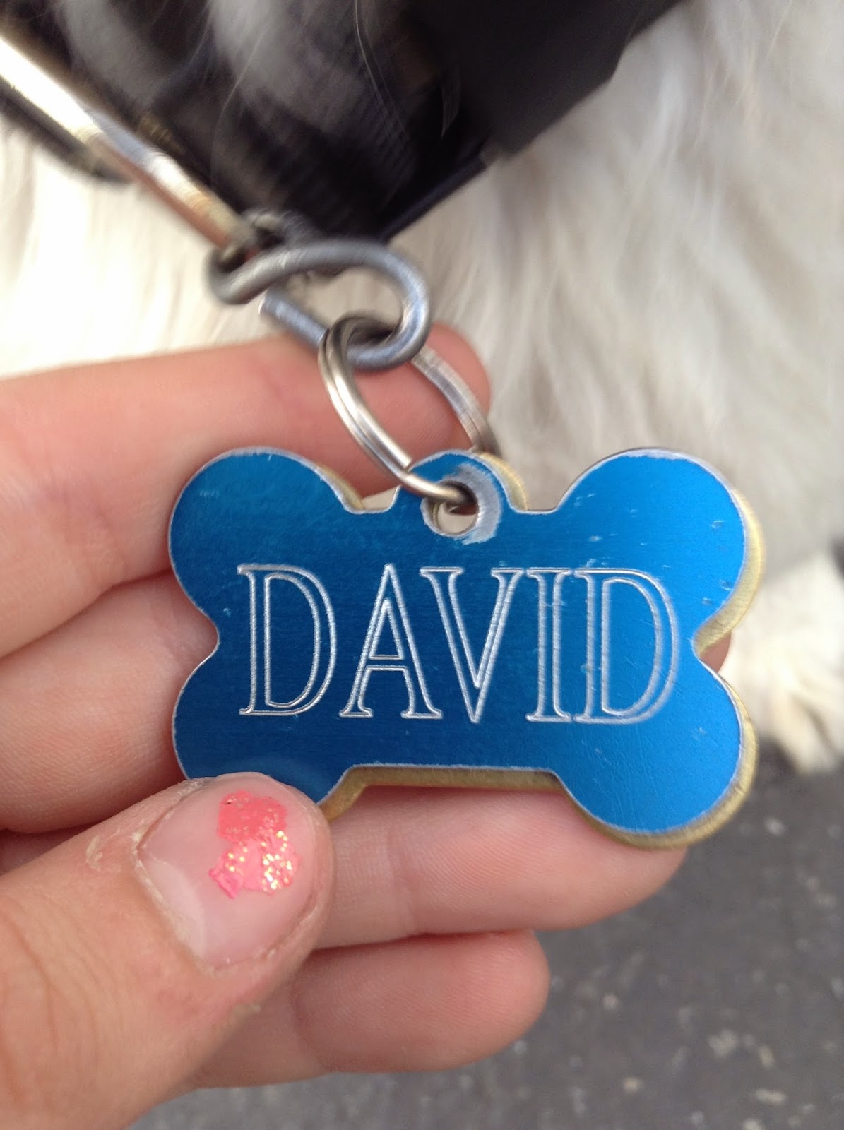 Chloe's Creative Corner: New dog!