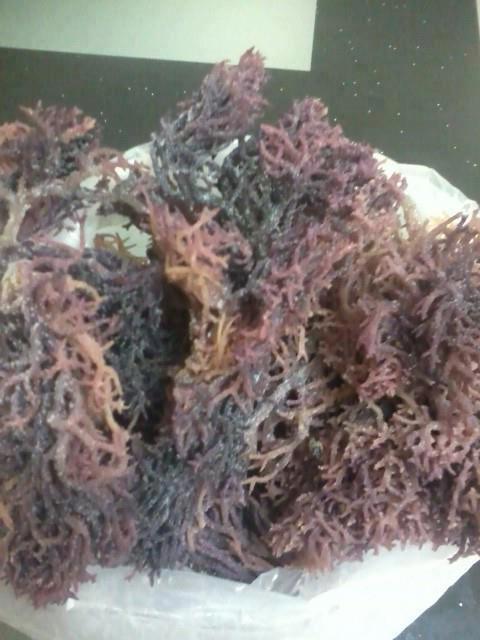 Azza Azman: Tiada Kolagen Dalam Rumpai Laut.