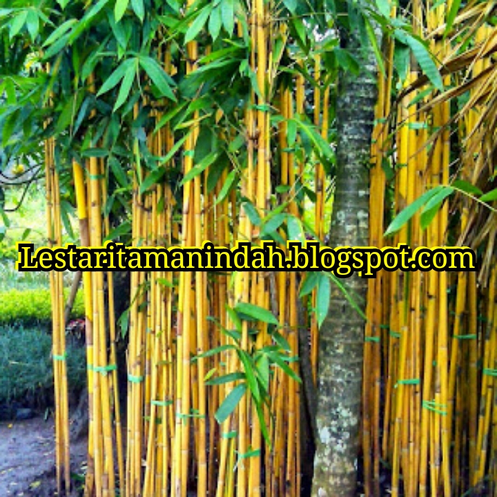jual pohon bambu kuning , bambu kuning panda - Tukang Taman | Jasa ...