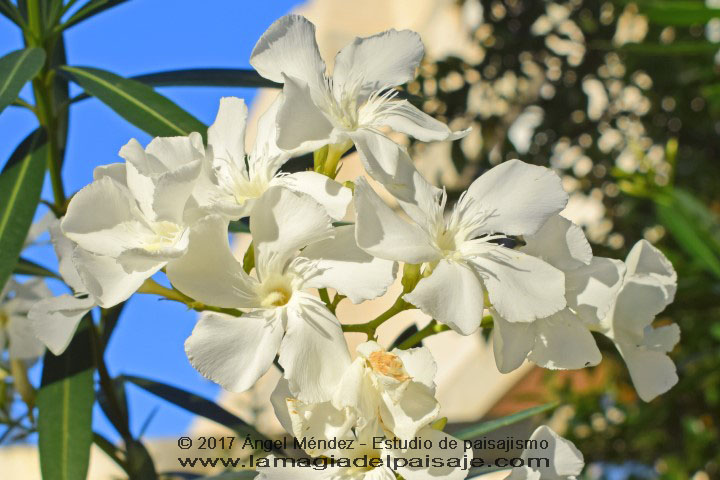 Las Adelfas que mataron a soldados de Napoleón