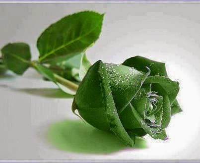 Wow! Awesome Rare green Rose! ♥ | A Collection of Photos