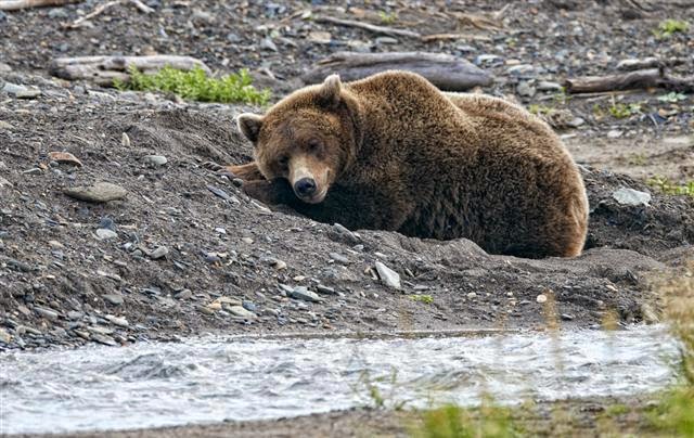 Bears at Hallo Bay: Bears Everywhere