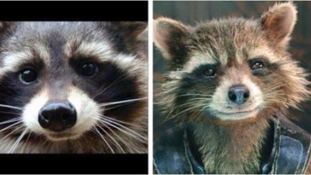 Murió el mapache que interpretó a Rocket Raccoon en Guardianes de la ...