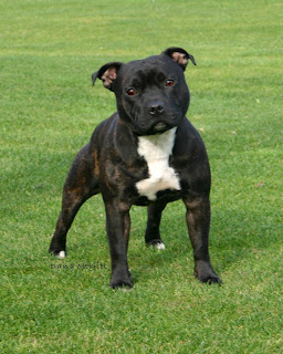 Tuff Love Kennels - Strathcona Staffy Bulls: Perfect Papa