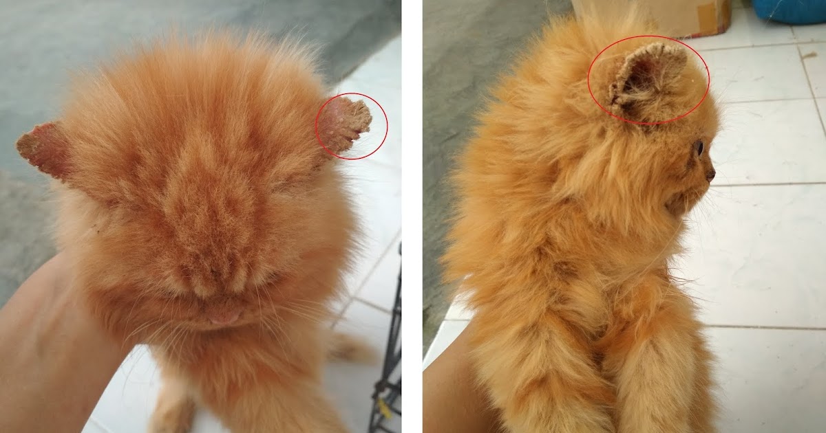 Scabies Kucing