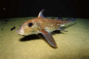 Biologando com Paim: Condrictes e Osteictes