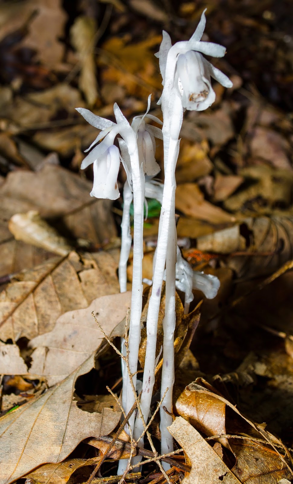 On the Subject of Nature: June 2014