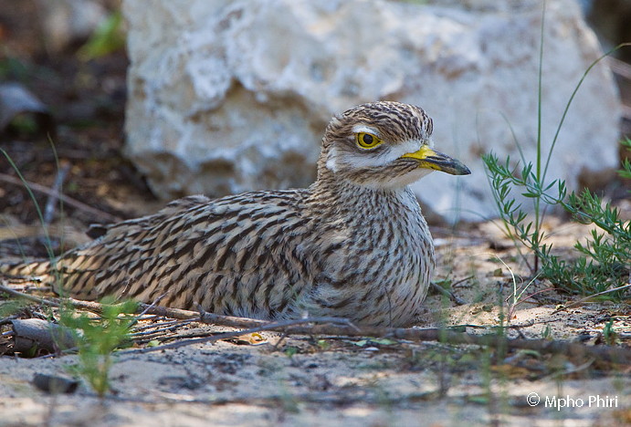 BARRY the BIRDER: Thick-knee photos by Mpho Phiri