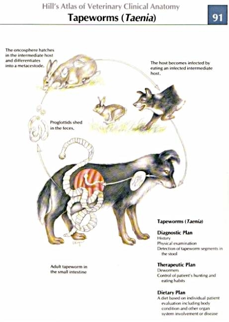 PCDP: Parasitas dos Coelhos ~ Mestrado Integrado em Medicina Veterinaria