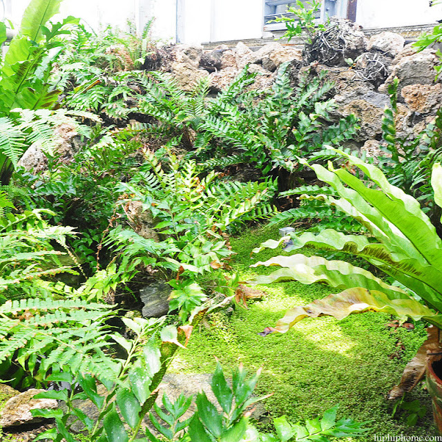 LOCAL FINDS: WELLESLEY COLLEGE GREENHOUSE - HIP HIP HOME!
