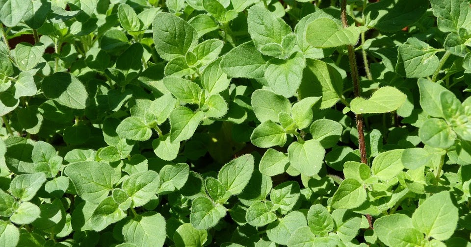 Φτιάχνω μόνος μου: Η ρίγανη μπορεί να σώσει τον πλανήτη από την ...